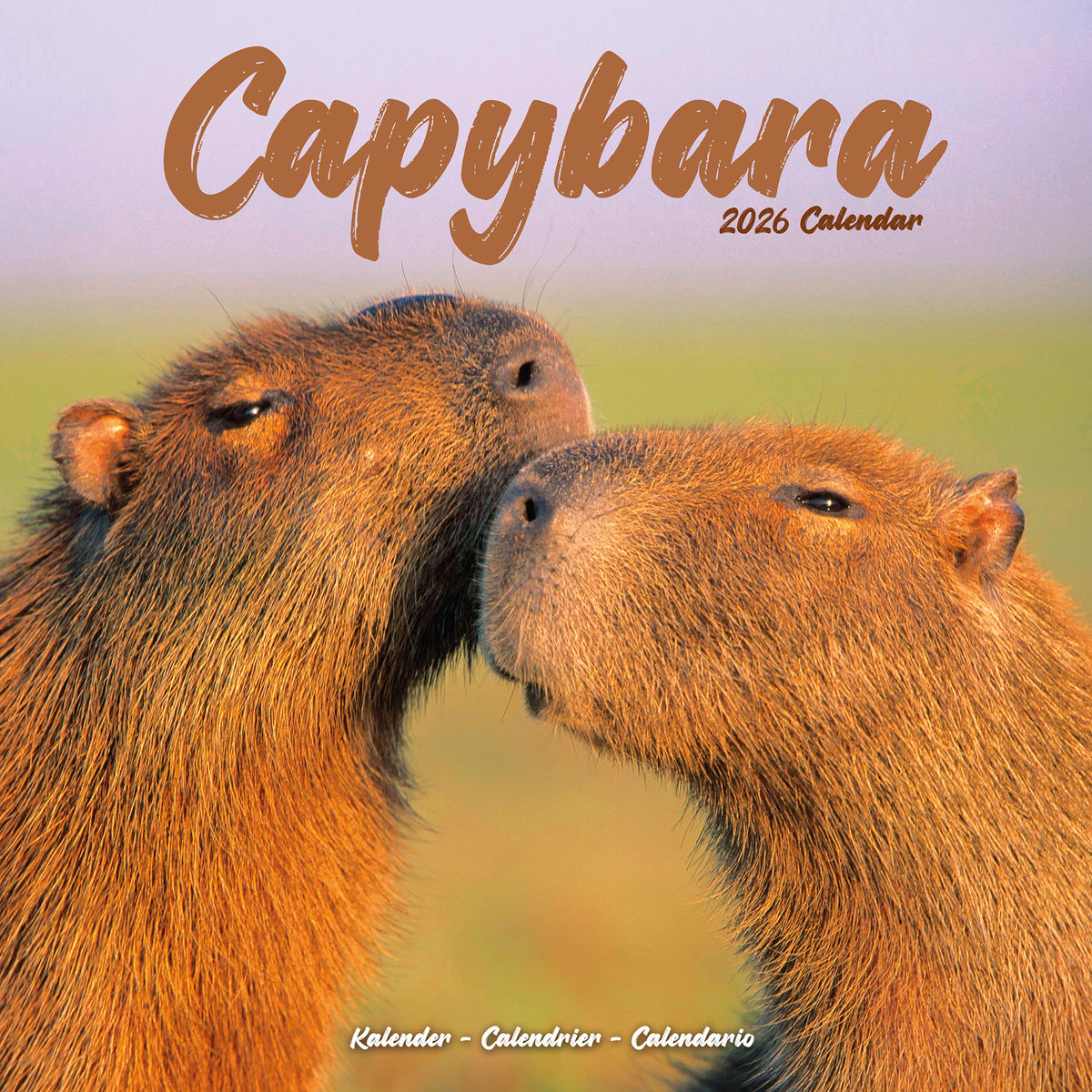 Capybara Calendar 2026 – Avonside Publishing Ltd