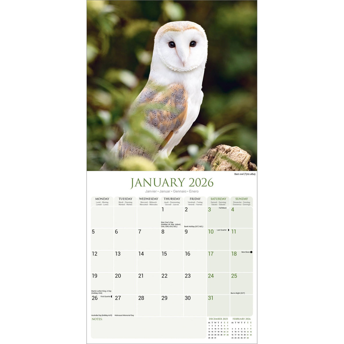 Owls Calendar 2026 – Avonside Publishing Ltd