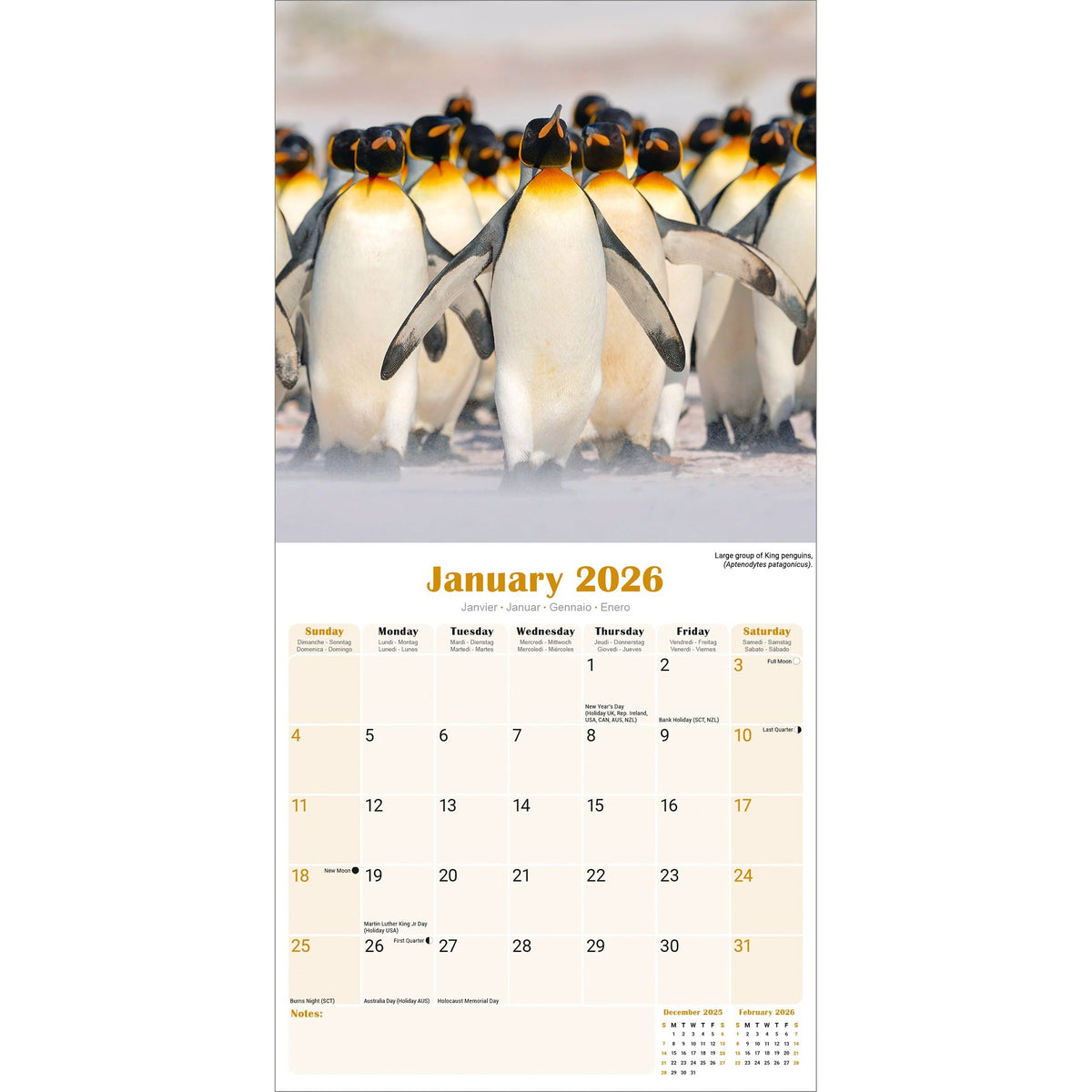 Penguins Calendar 2026 – Avonside Publishing Ltd