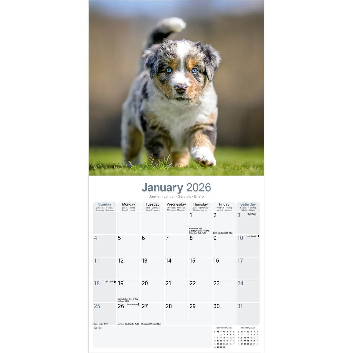 Australian Shepherd Calendar 2026 – Avonside Publishing Ltd