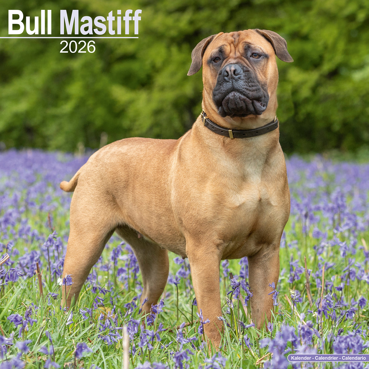 Bull Mastiff Calendar 2026 – Avonside Publishing Ltd