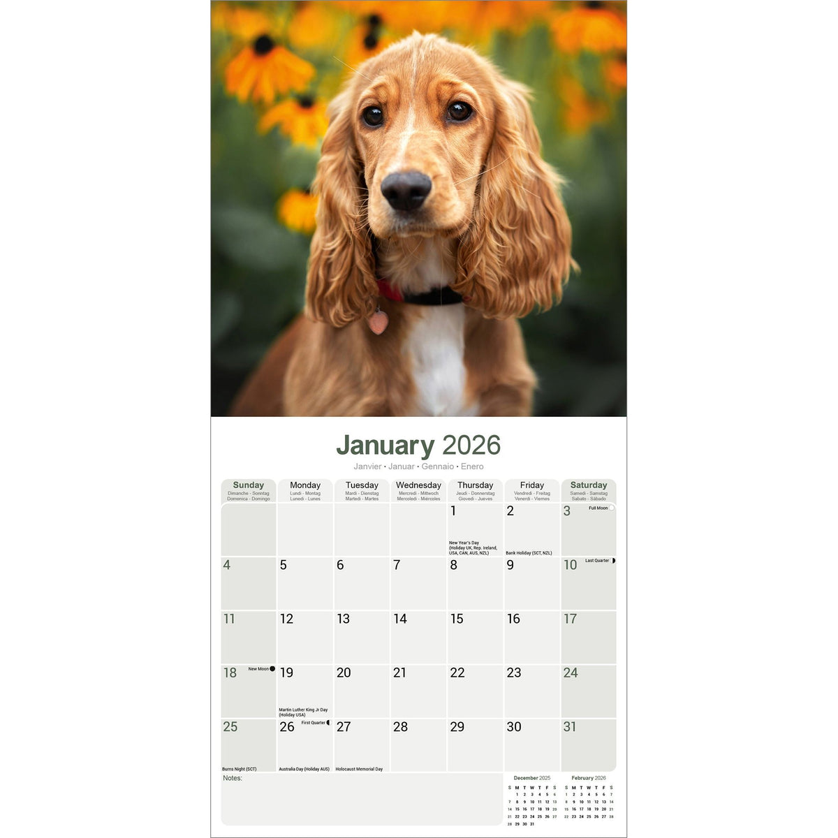 English Cocker Spaniel Calendar 2026 – Avonside Publishing Ltd