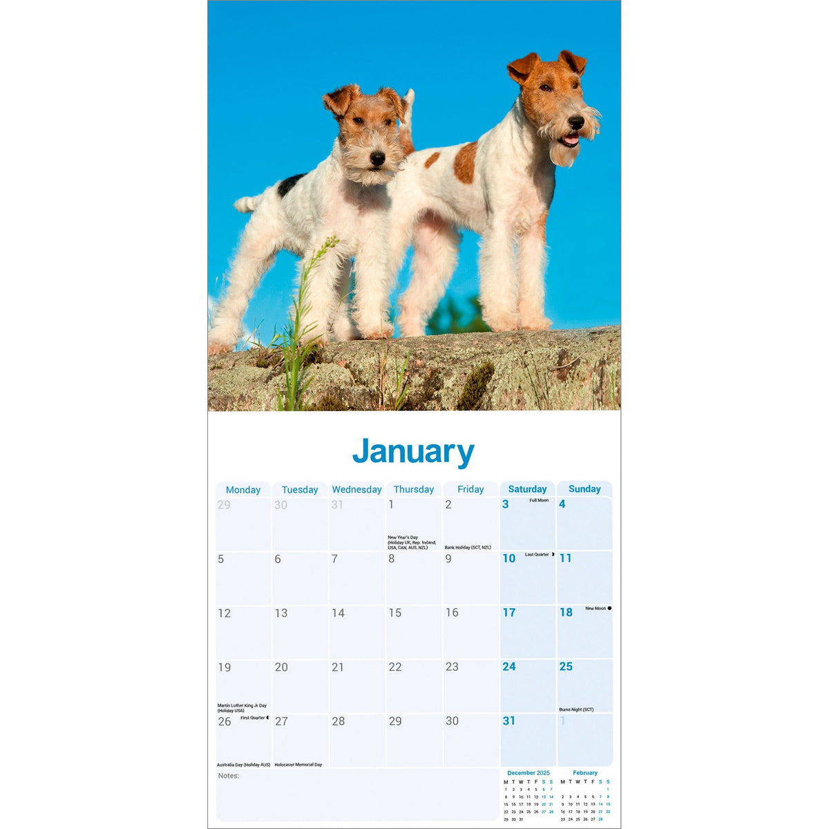 Fox Terrier Wirehaired Calendar 2026 – Avonside Publishing Ltd