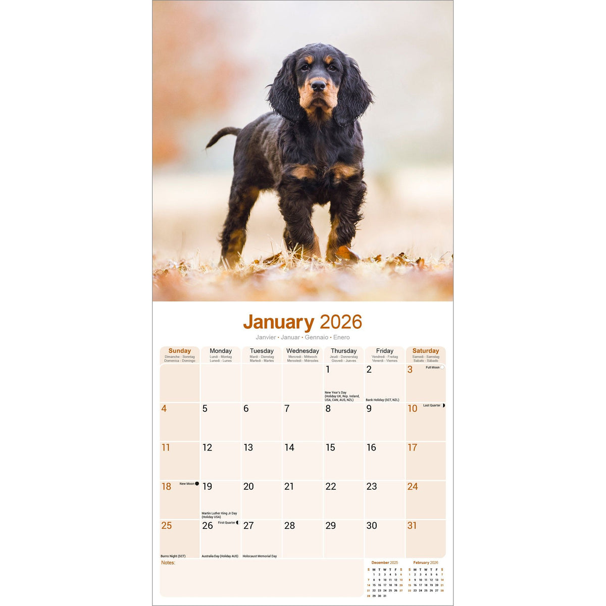 Gordon Setter Calendar 2026 – Avonside Publishing Ltd