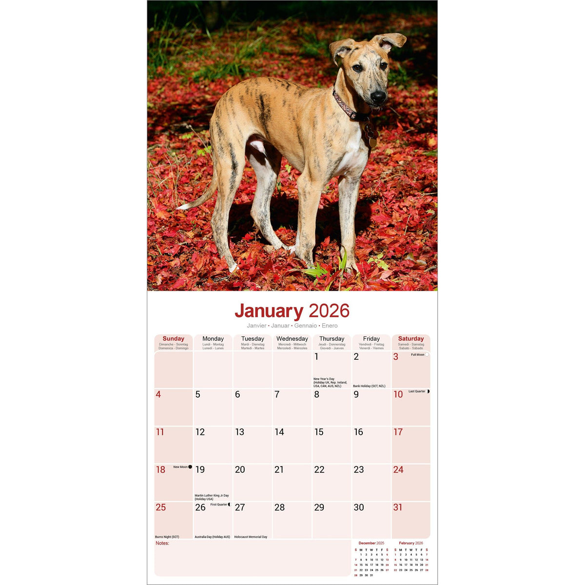 Greyhound Calendar 2026 – Avonside Publishing Ltd
