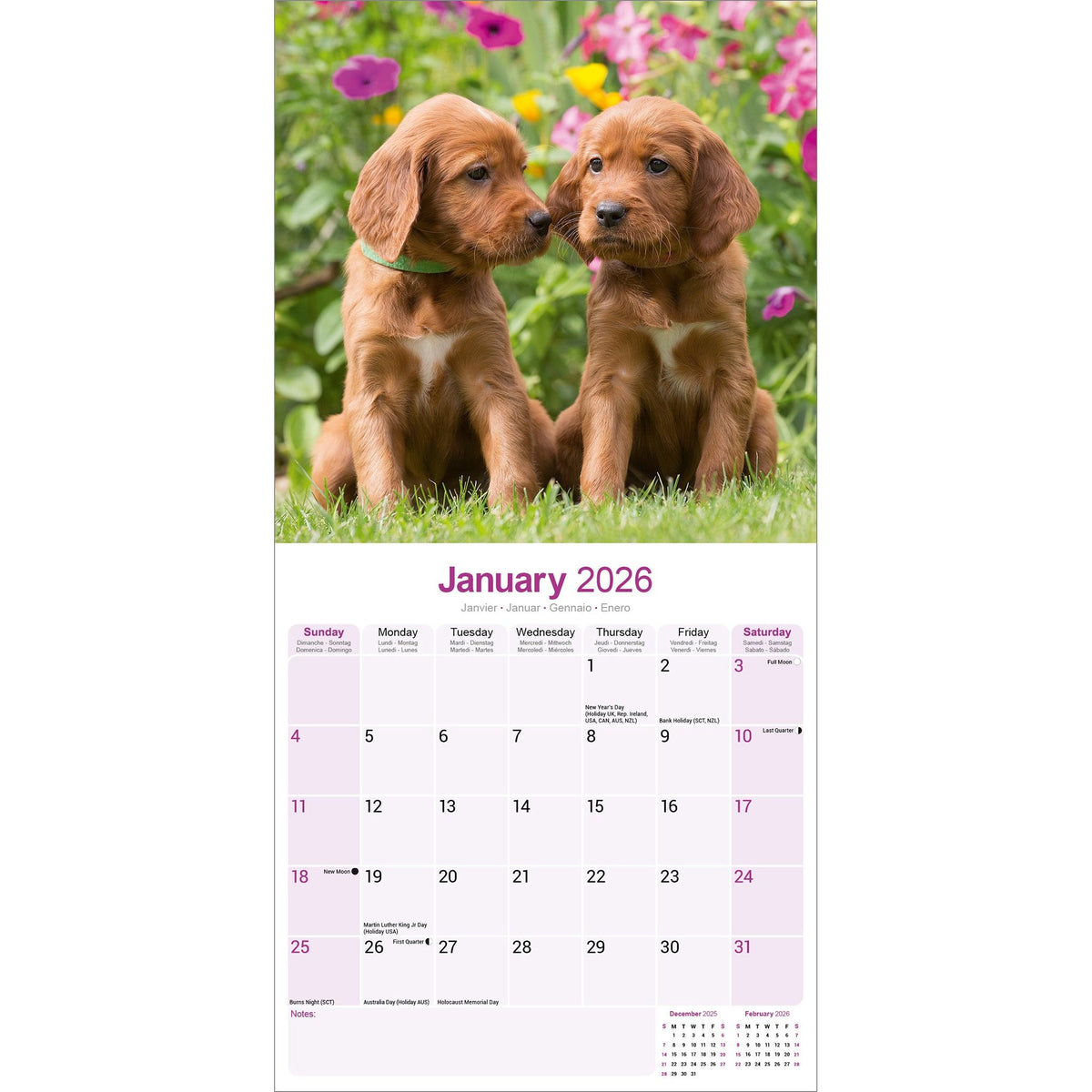 Irish Setter Calendar 2026 – Avonside Publishing Ltd