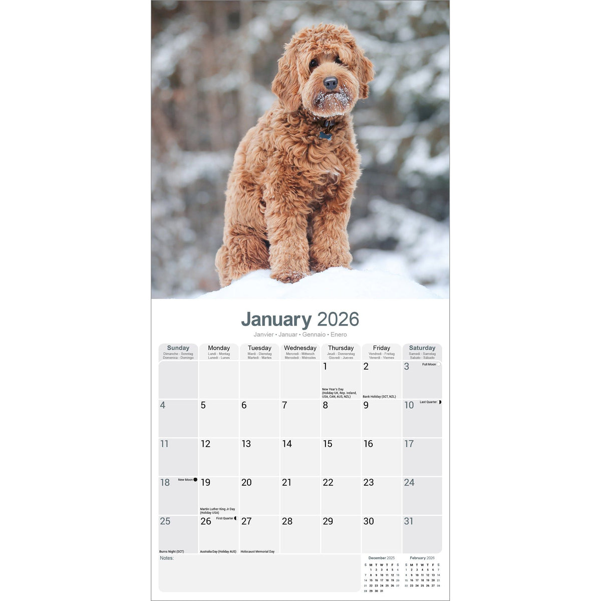 Labradoodle Calendar 2026 – Avonside Publishing Ltd