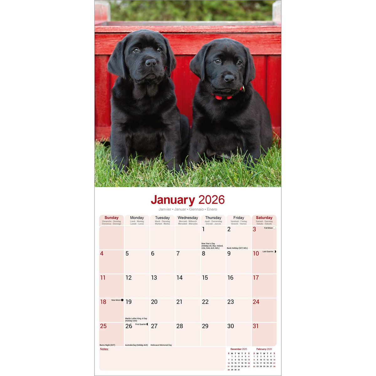 Black Labrador Retriever Calendar 2026 – Avonside Publishing Ltd
