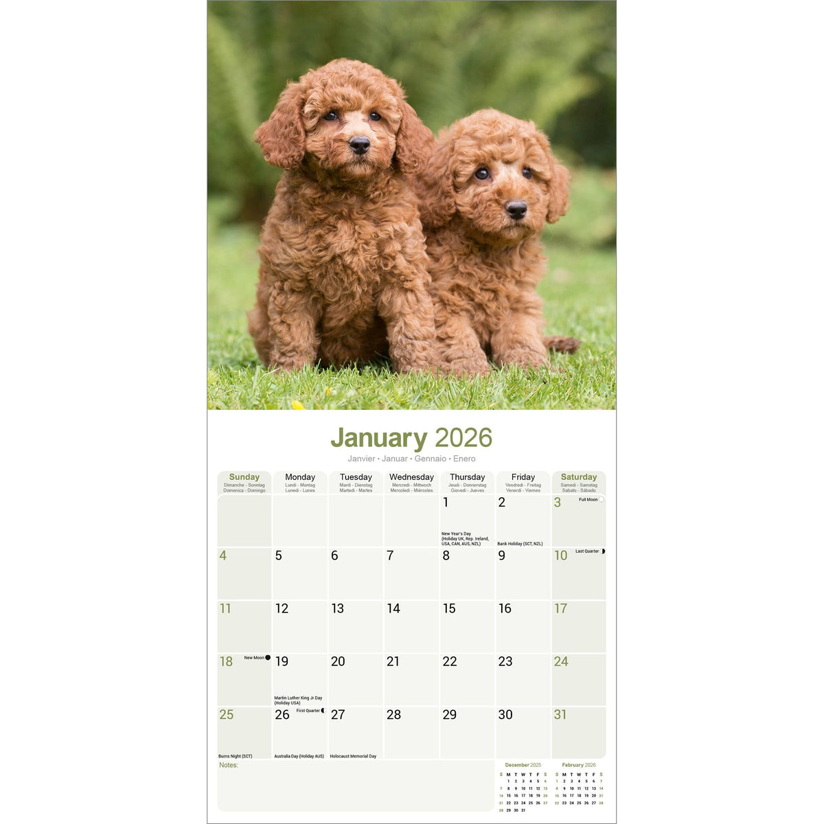 Poodle Calendar 2026 – Avonside Publishing Ltd