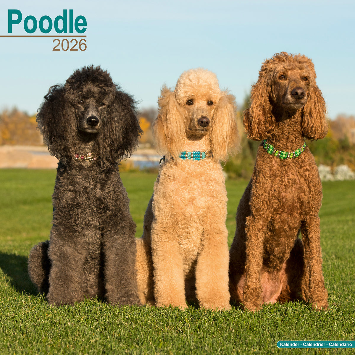 Poodle Calendar 2026 – Avonside Publishing Ltd