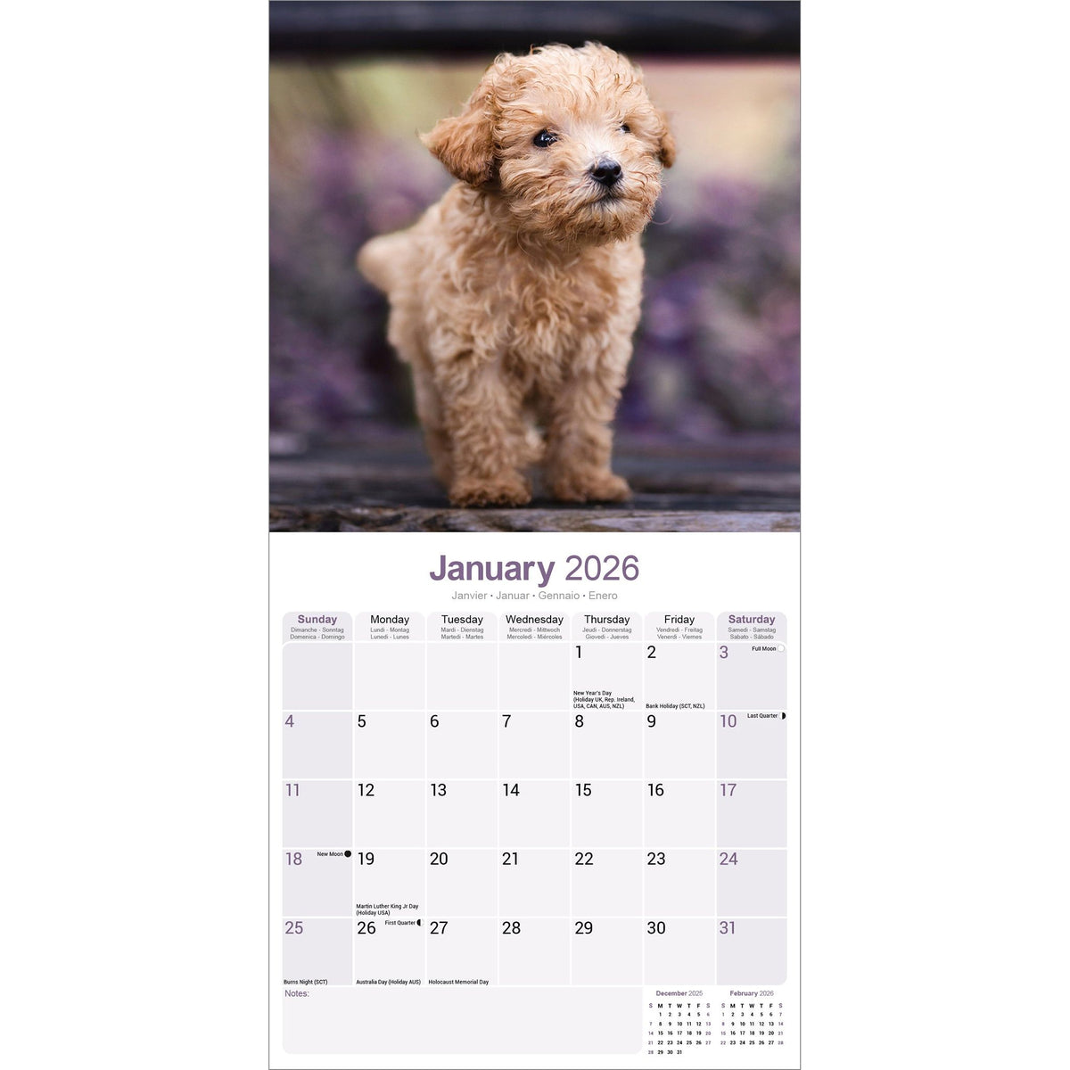 Poodle Toy & Miniature Calendar 2026 – Avonside Publishing Ltd