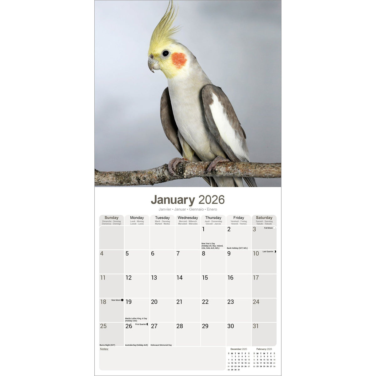 Cockatiels Calendar 2026 – Avonside Publishing Ltd