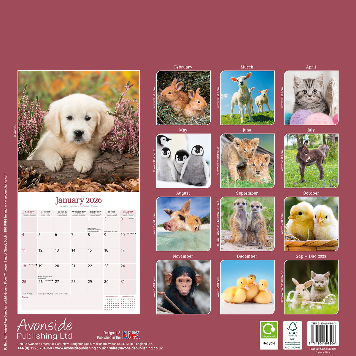 Baby Animals Calendar 2026 – Avonside Publishing Ltd
