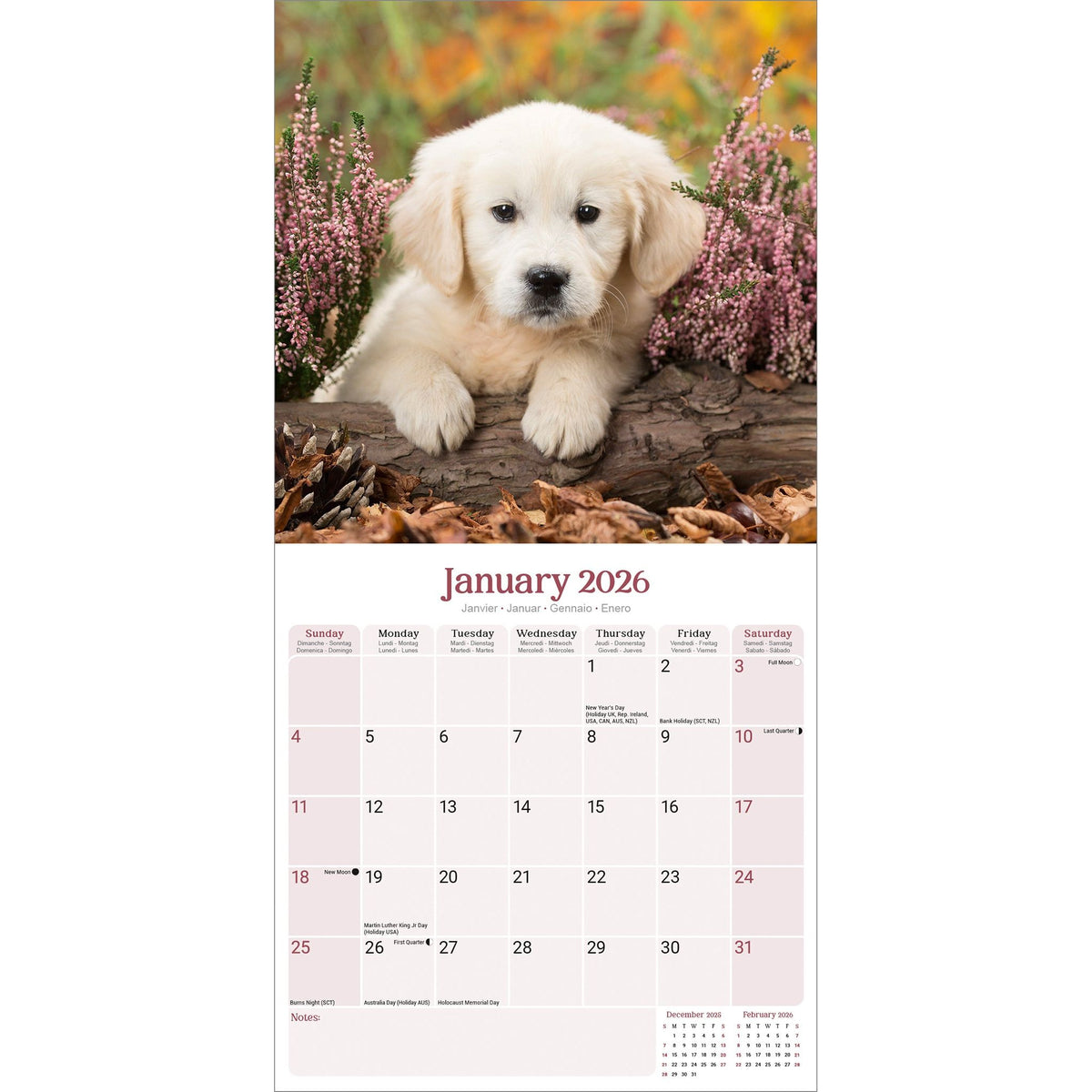 Baby Animals Calendar 2026 – Avonside Publishing Ltd