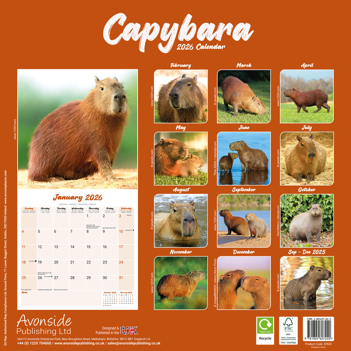 Capybara Calendar 2026 – Avonside Publishing Ltd