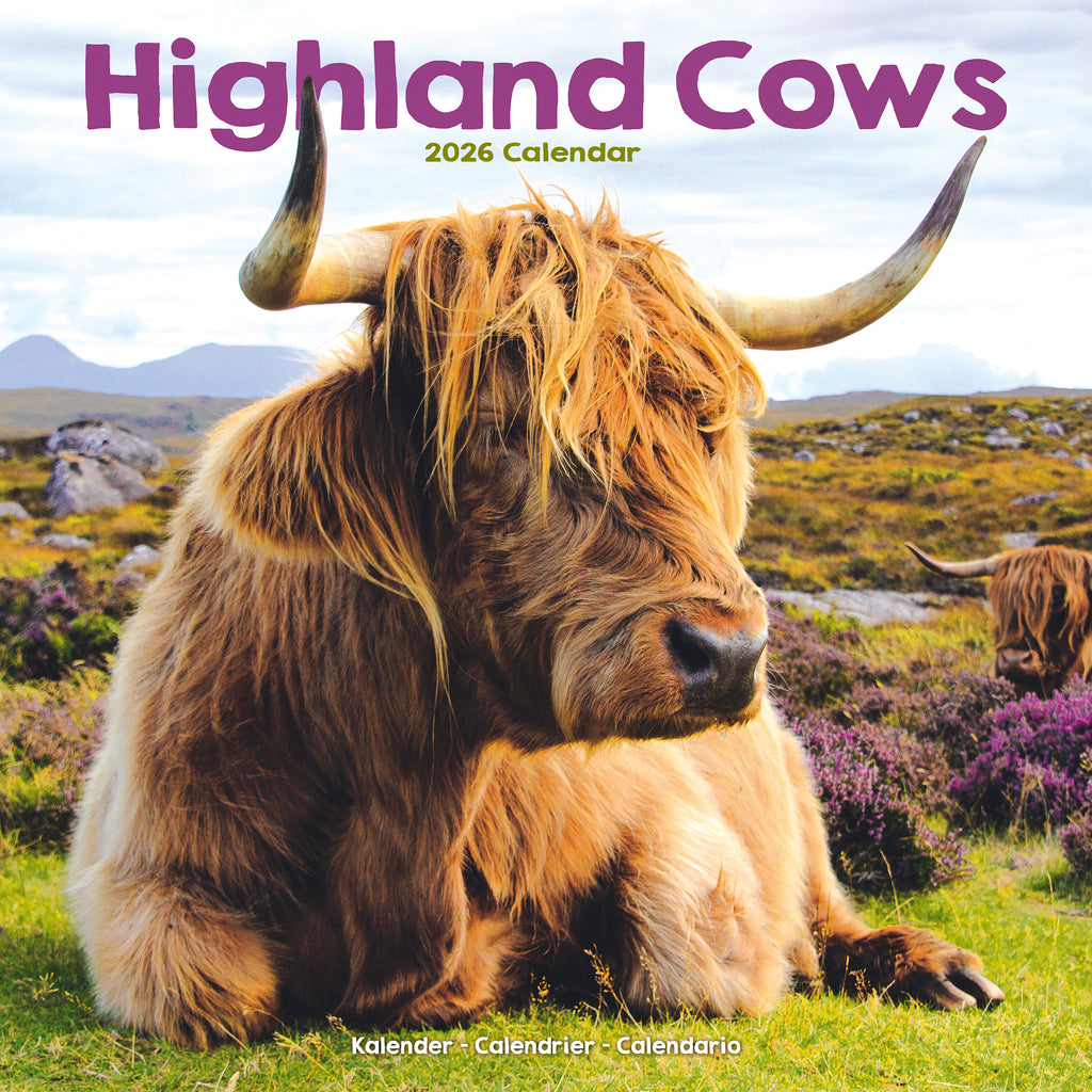 Highland Cow Decor 2026 Highland Cow Wall Calendar Cow Calendar Gestation