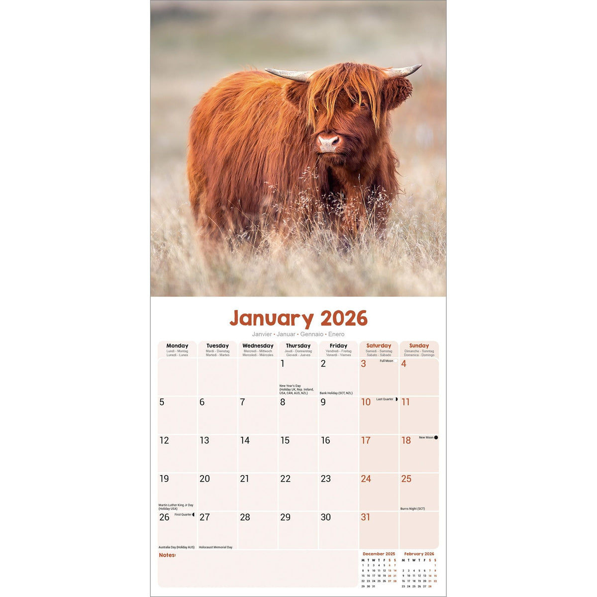 Highland Cows Calendar 2026 – Avonside Publishing Ltd