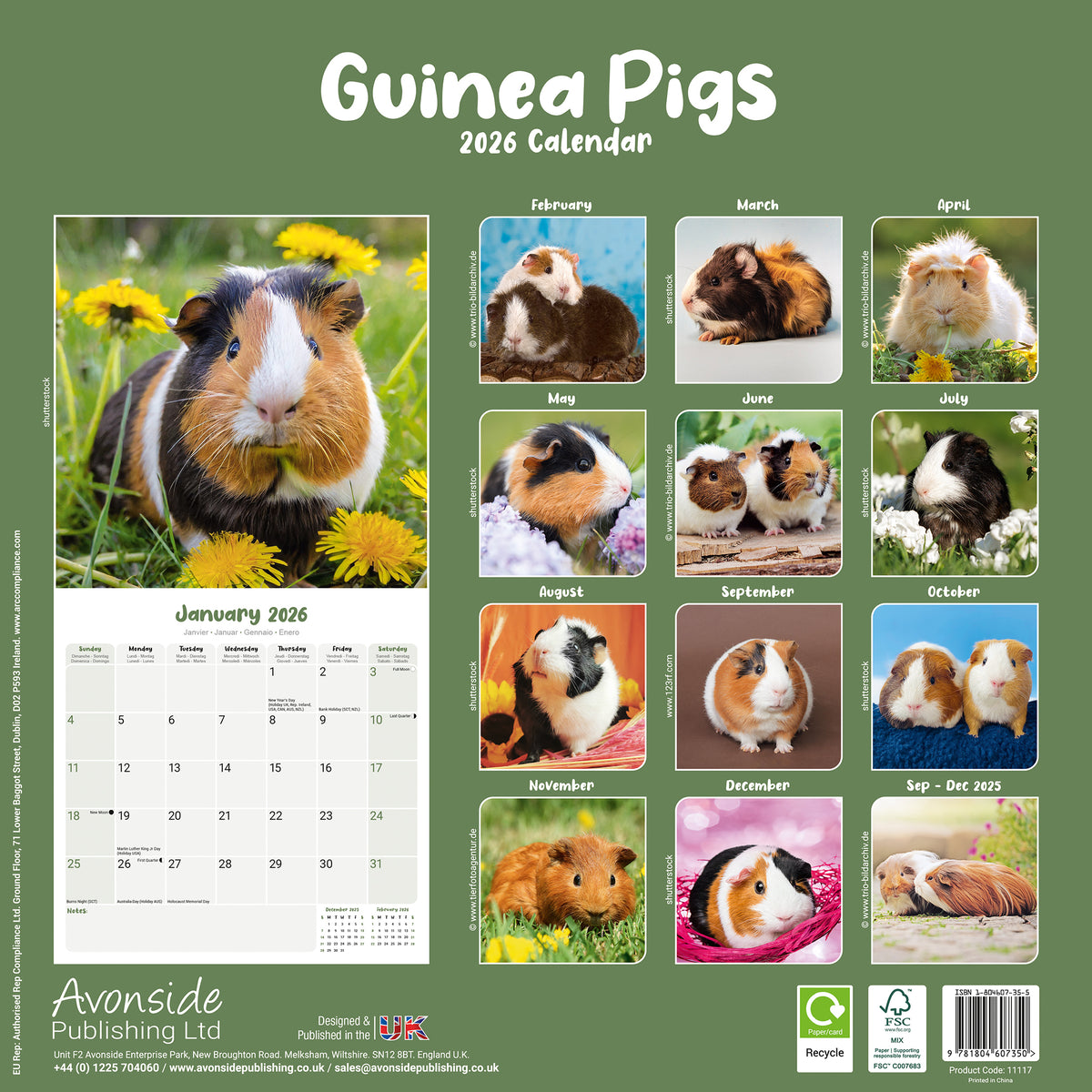 Guinea Pigs Calendar 2026 – Avonside Publishing Ltd