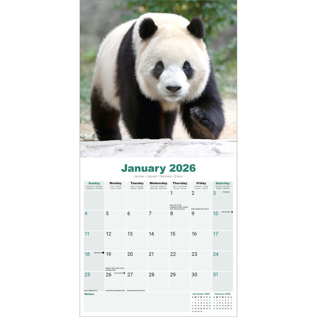 Pandas Calendar 2026 – Avonside Publishing Ltd