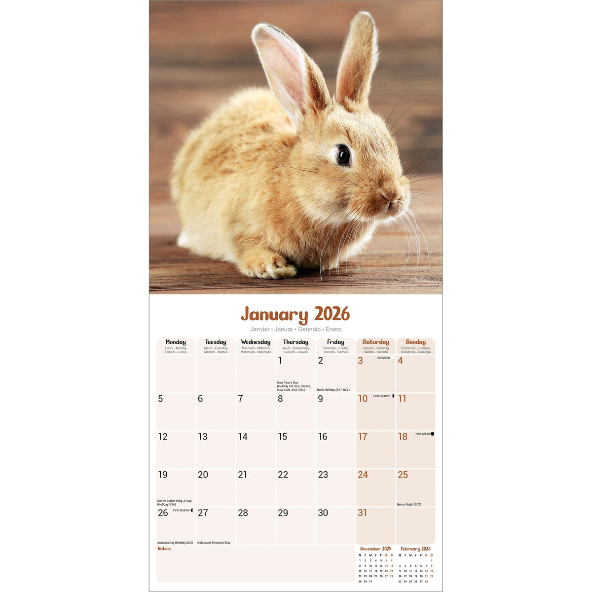 Rabbits Calendar 2026 – Avonside Publishing Ltd