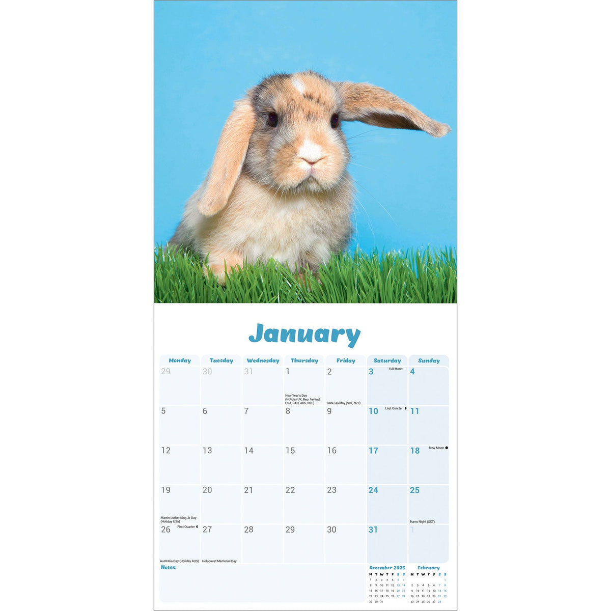 Lop Eared Rabbits Calendar 2026 – Avonside Publishing Ltd