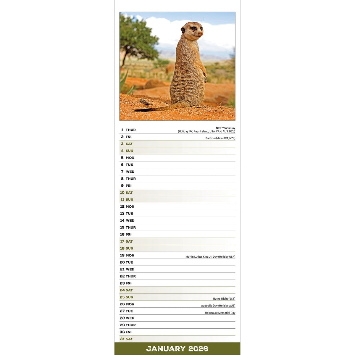 Meerkats Calendar 2026 Slimline – Avonside Publishing Ltd