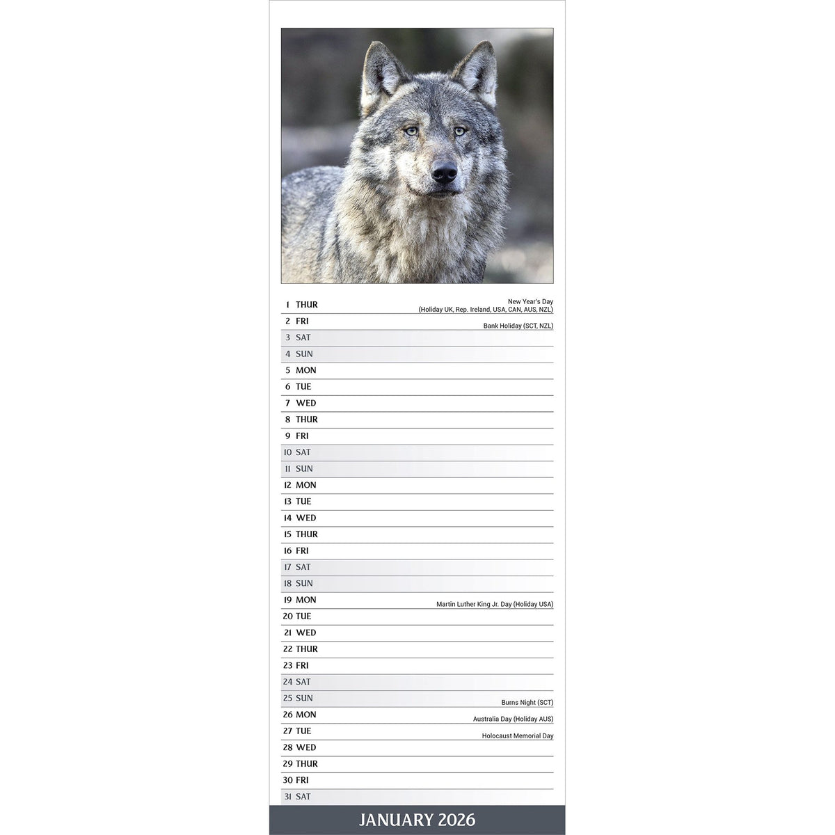 Wolves Calendar 2026 Slimline – Avonside Publishing Ltd